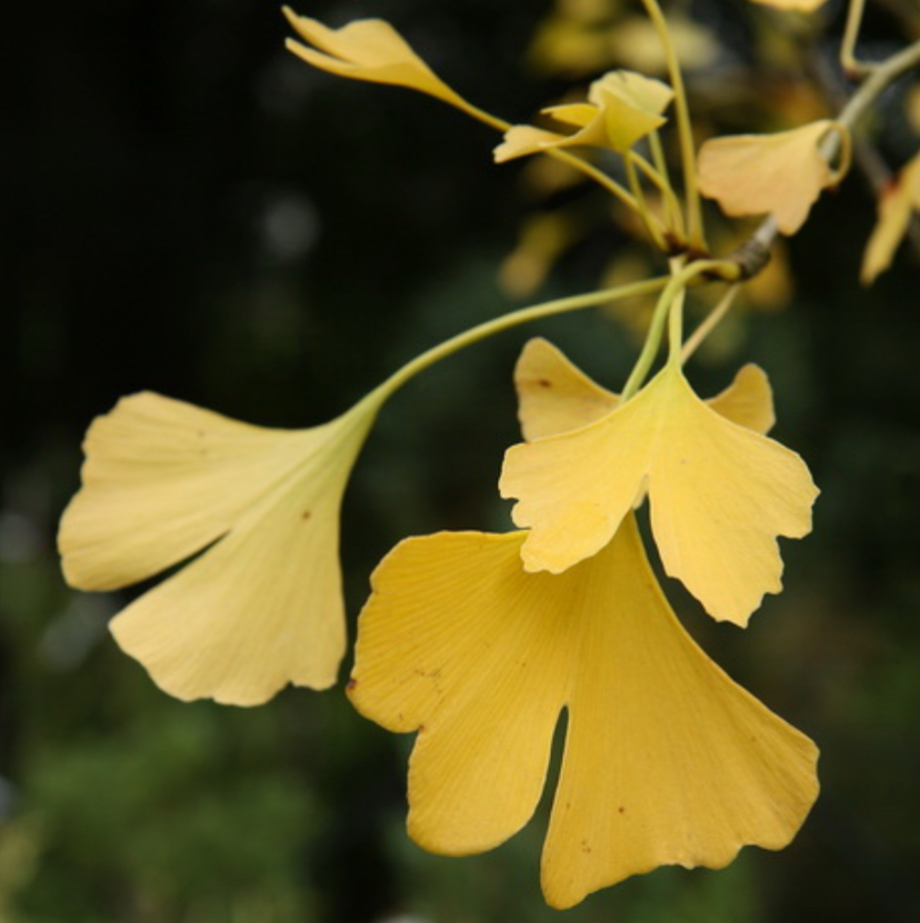 Jinany - Okrasné dřeviny Ing. Milan Žižka